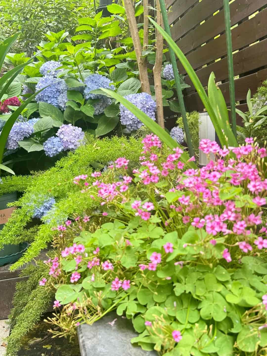 How To Grow A Zero Work Flower Garden For Lazy Beginners